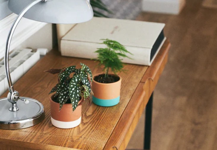 Viste tu hogar con este vivero digital especializado en mini plantas