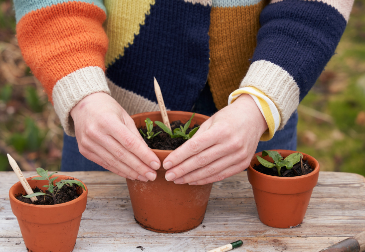 SproutWorld: Lápices plantables que se transforman en flores