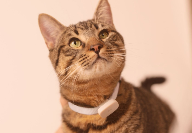Moggie: El chat inteligente que conecta a los gatos con sus dueños