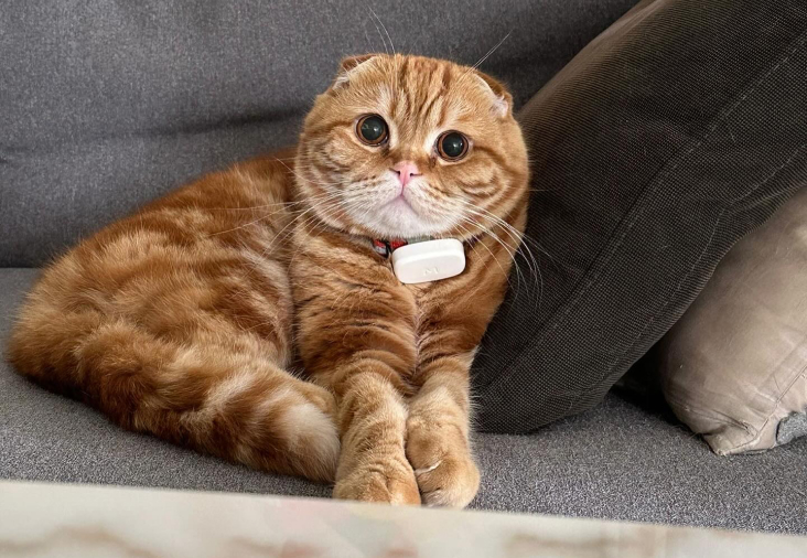 Moggie: El chat inteligente que conecta a los gatos con sus dueños