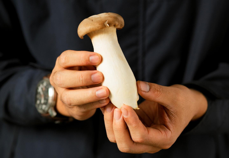 Mycotech: Transformando hongos en muebles ecológicos