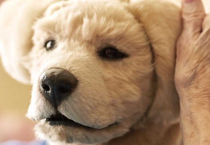 Tombot: El perro robot que acaricia corazones y alivia soledades