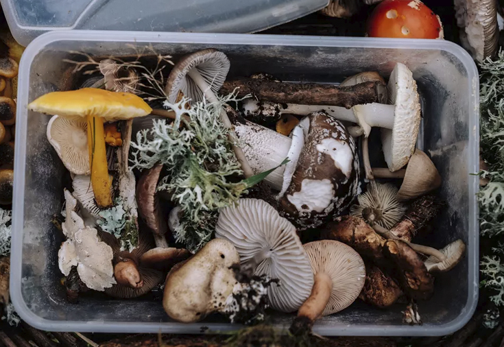 Personal Plants - La Web que te Ayuda a Crear Remedios con Plantas