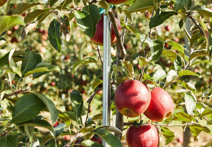 Yes! Apples, la plataforma que revoluciona la venta de manzanas en línea